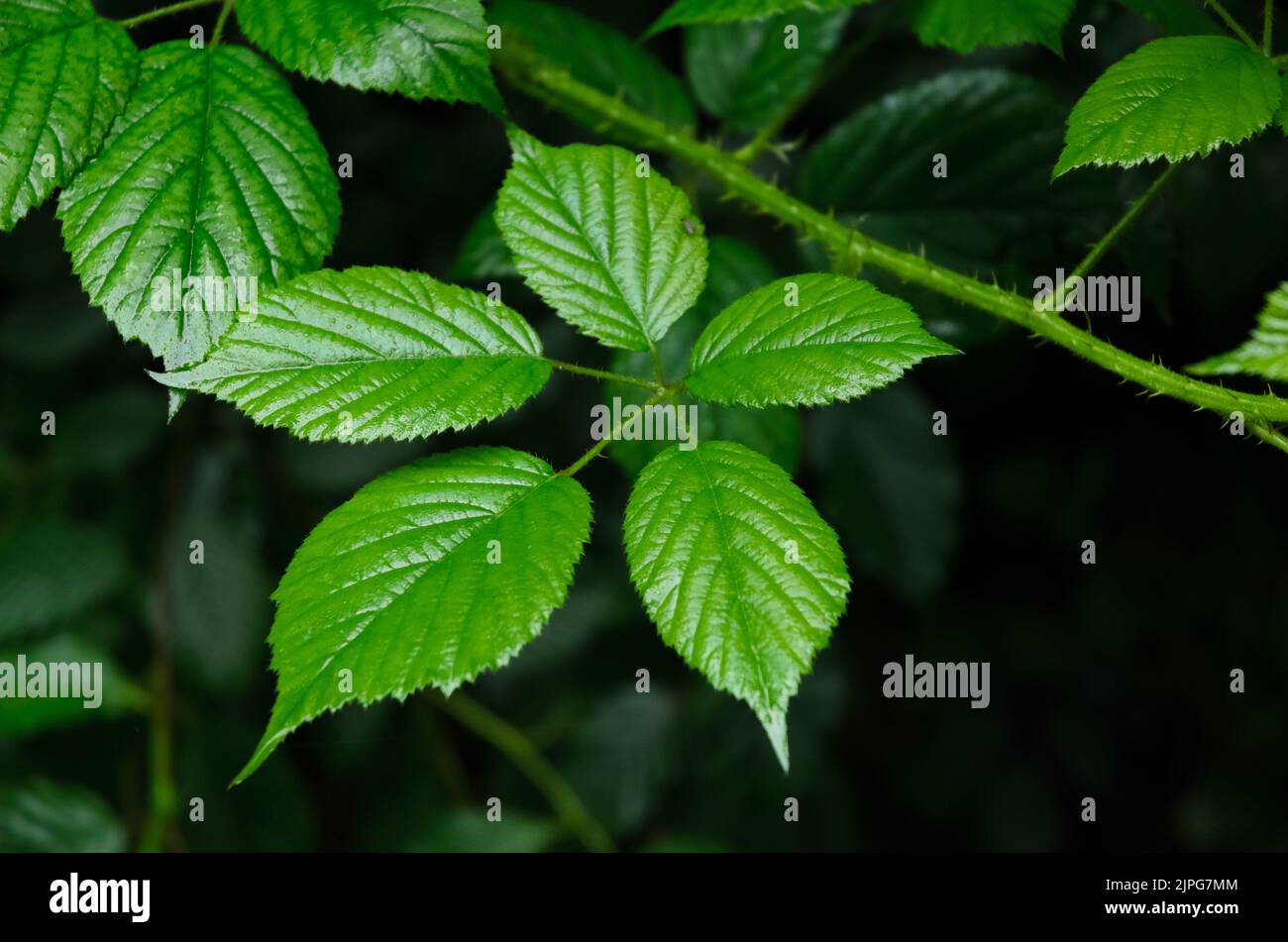 Rubus allegheniensis plant known as Allegheny blackberry or Common ...