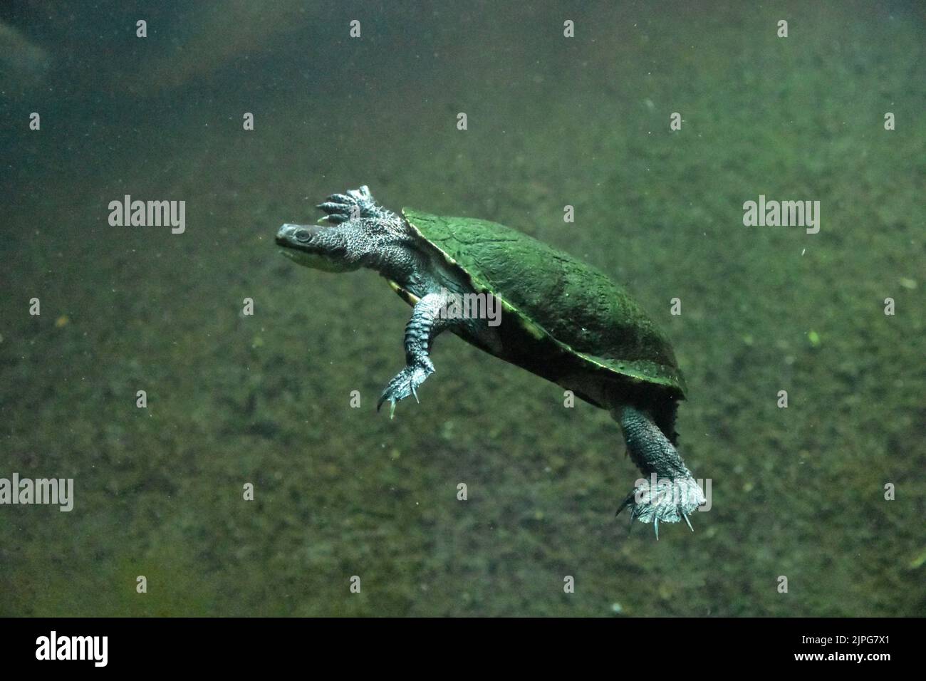 Australian snake necked turtle swimming along under the waters surface ...
