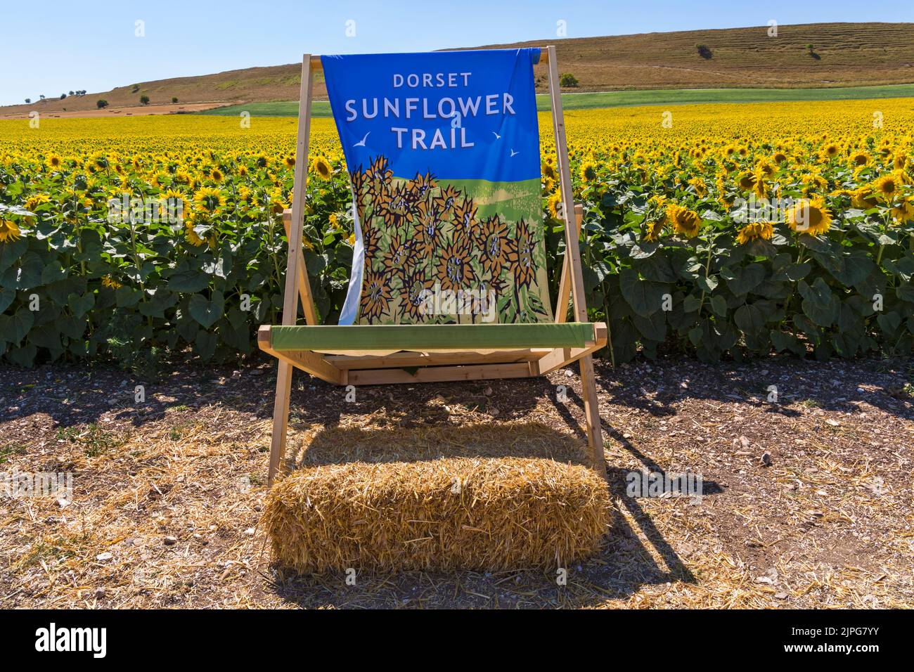 Dorset Sunflowers Trail deckchair at Dorset Sunflower Trail, Maiden ...