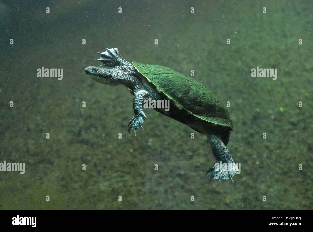 Snake necked turtle with a green moss covered shell swimming underwater ...