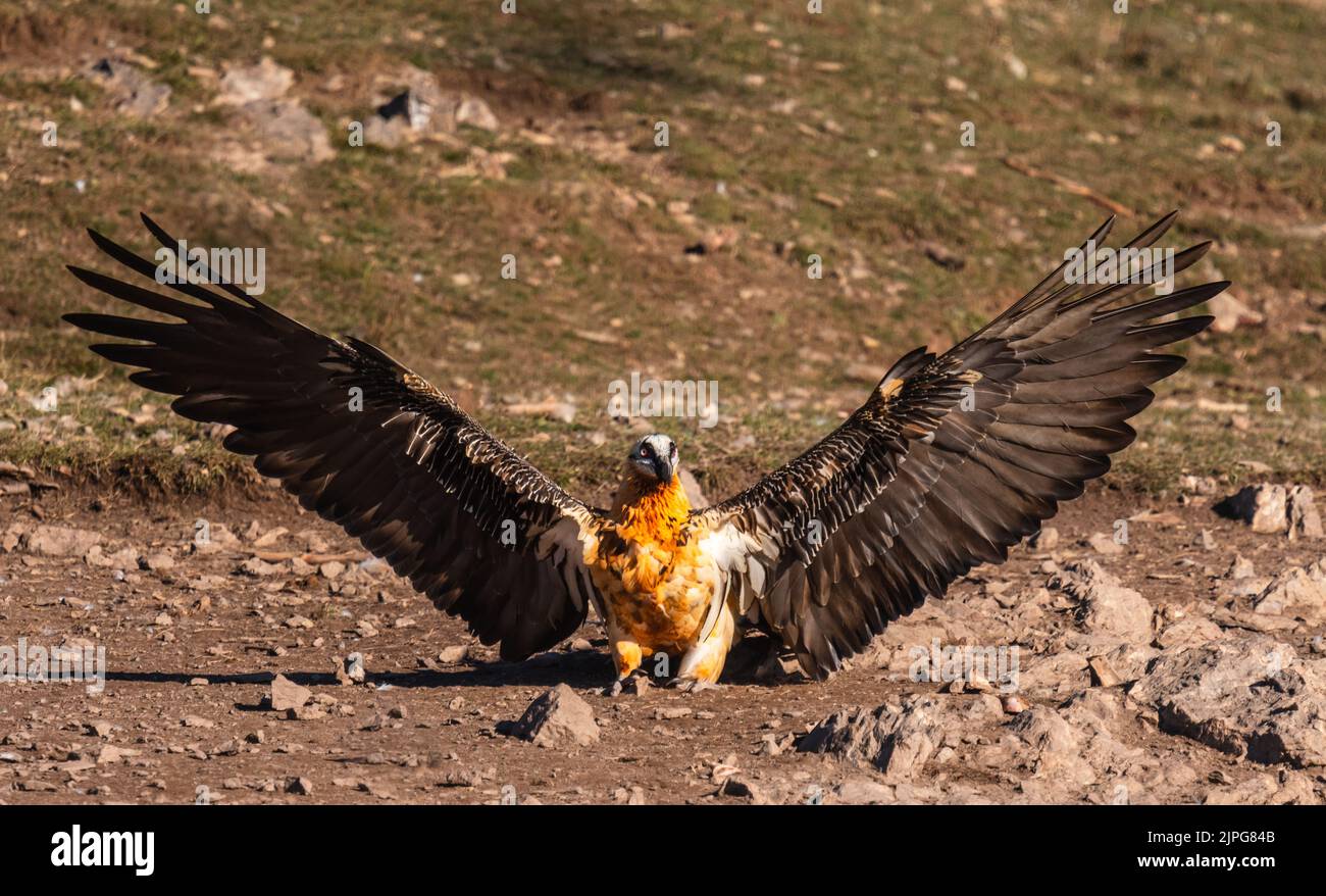 A bearded vulture ( lammergeier ) spreading its enormous wings ...