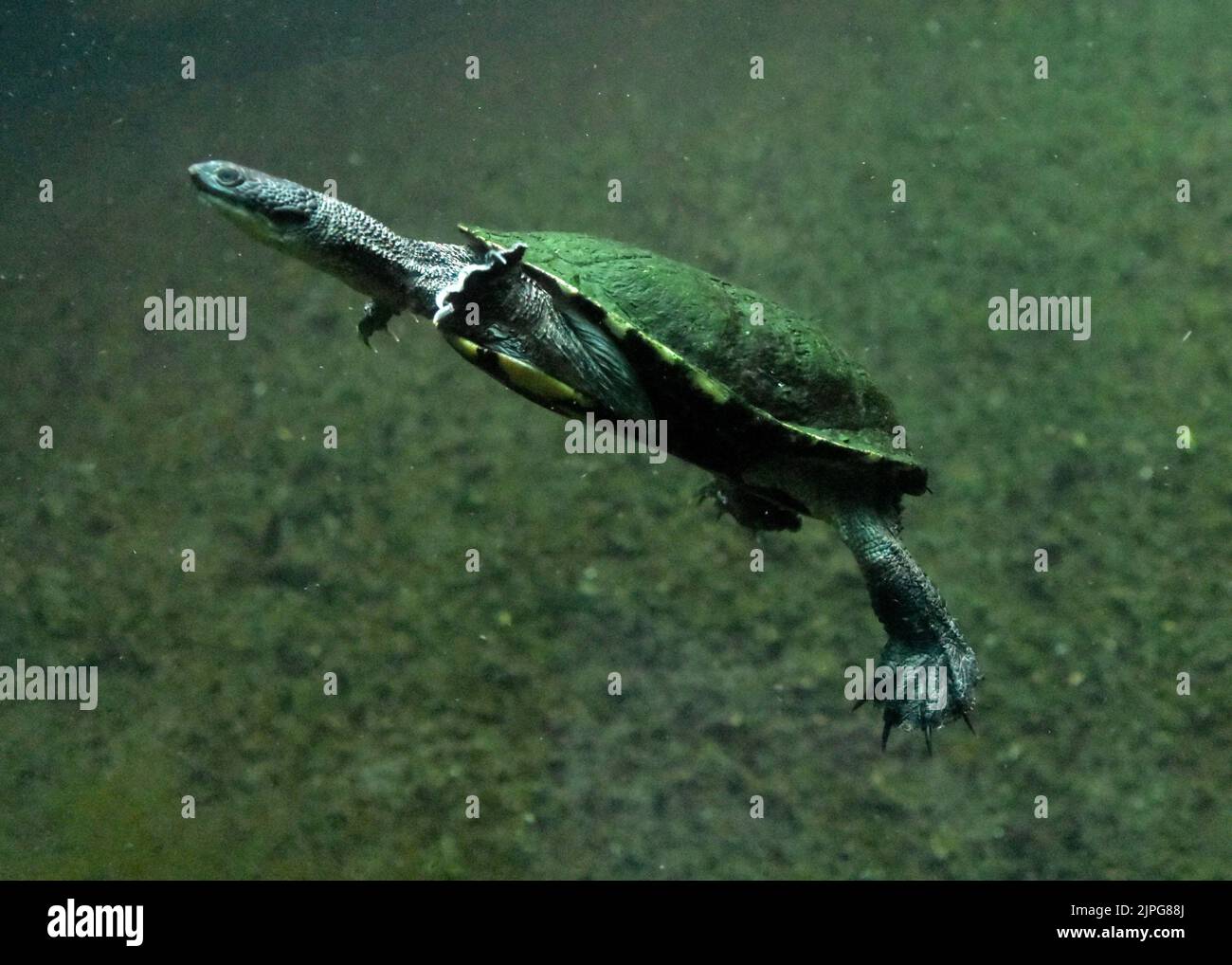 Fantastic snake necked turtle swimming along under the green murky ...