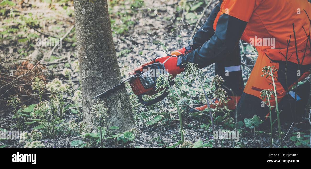 Man holding a chainsaw and cut trees. Lumberjack at work wears orange ...