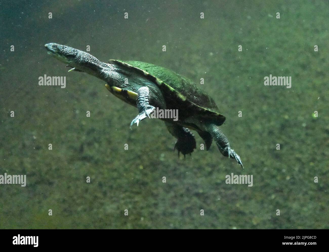 Long neck on a snake necked turtle swimming along under the water Stock ...