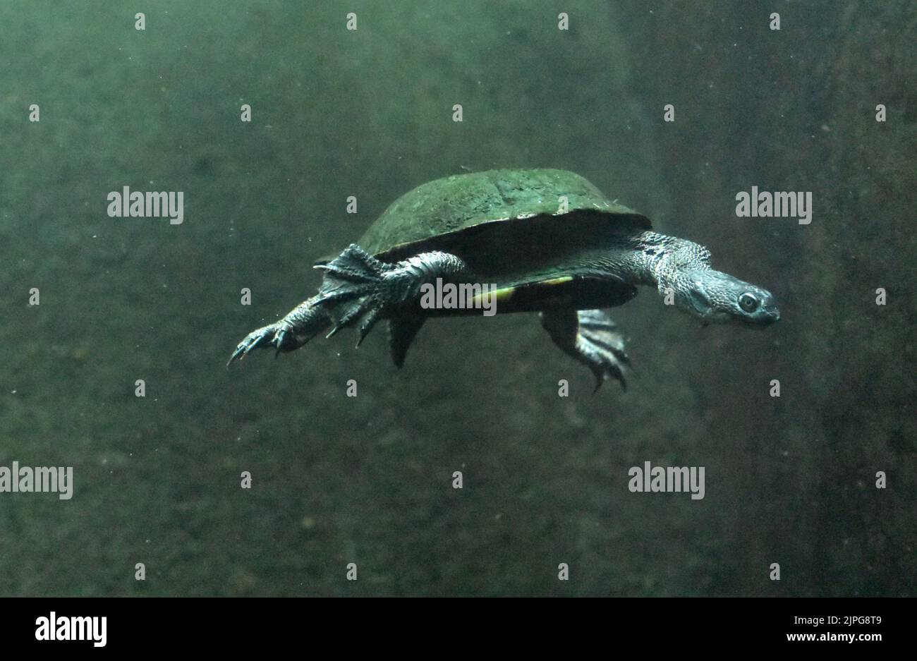 Australian snake necked turtle swimming in dark murky waters Stock ...