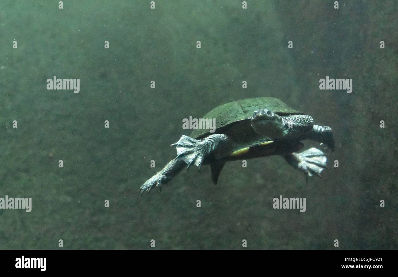 Medium sized Australian snake necked turtle swimming along in green ...
