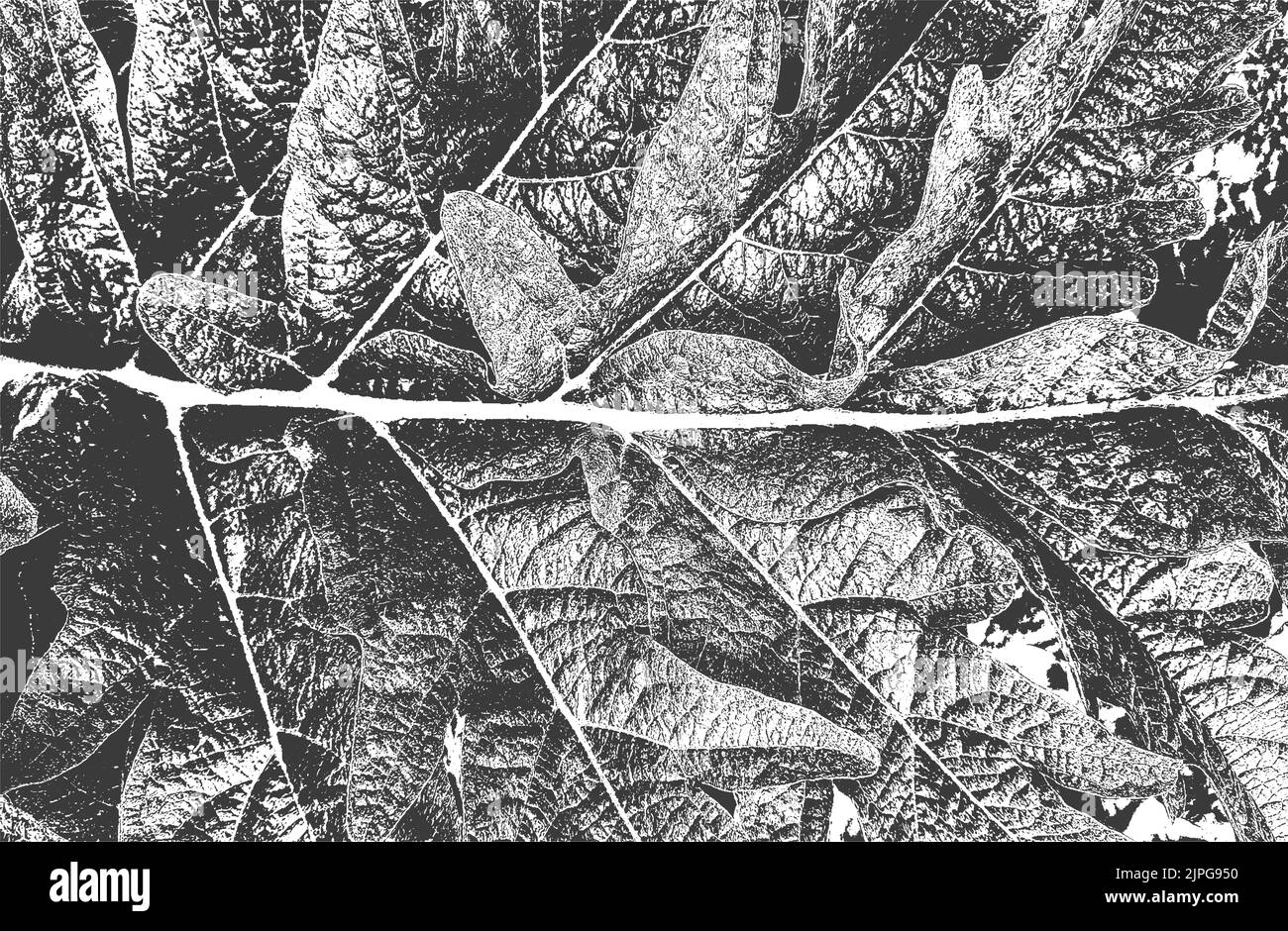 Distressed overlay wooden leaf macro texture with streaks. grunge black ...