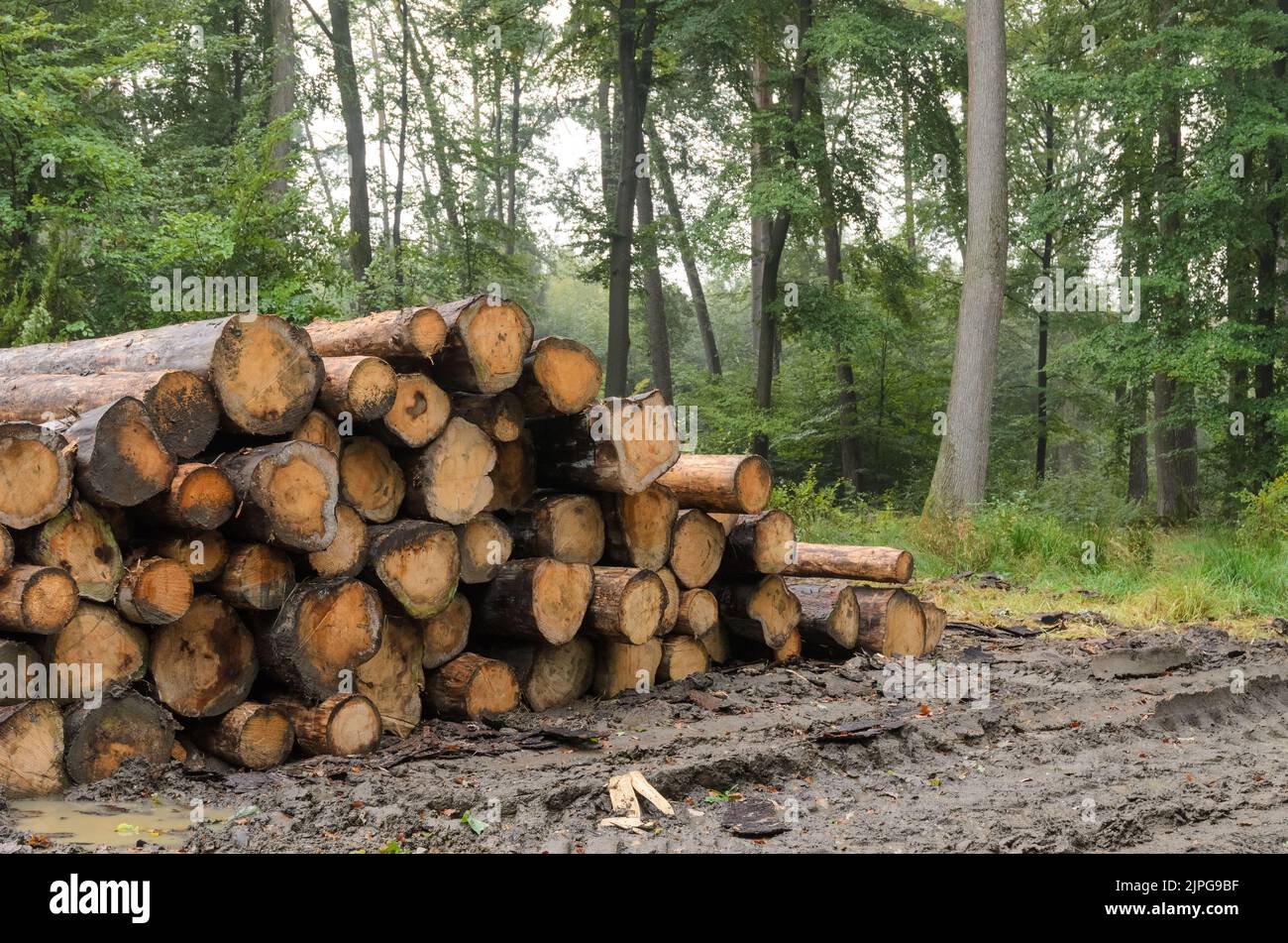 Pile of felled trees at a logging site in the forest in Westerwald ...