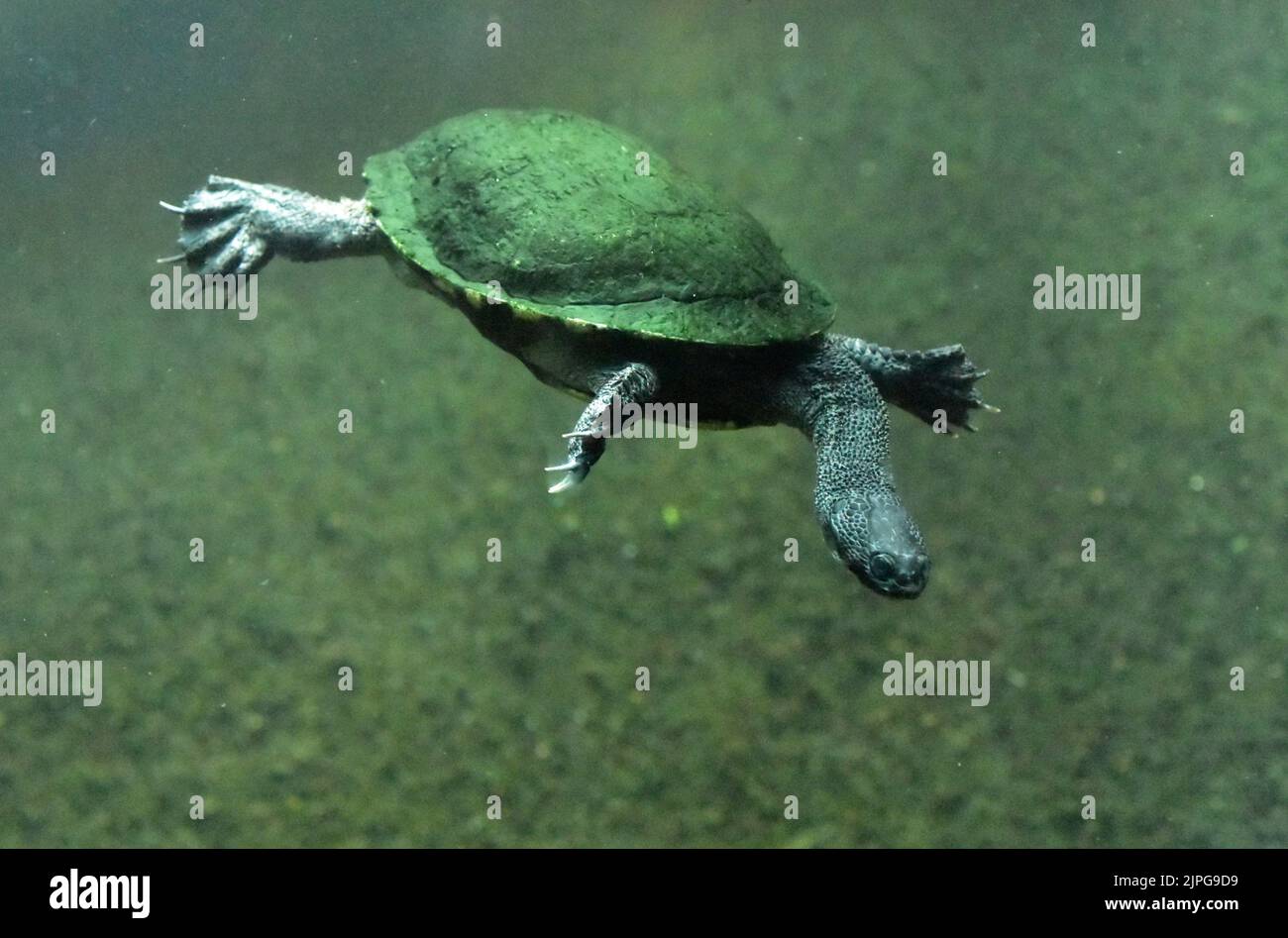 Australian snake necked turtle swimming along under the water with its ...