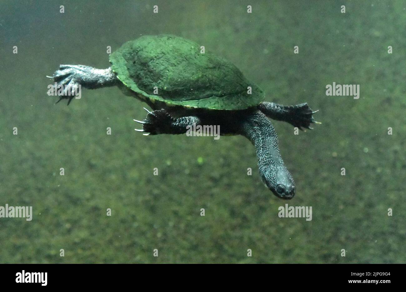 Snake neck turtle diving deep in murky waters with its neck stretched ...