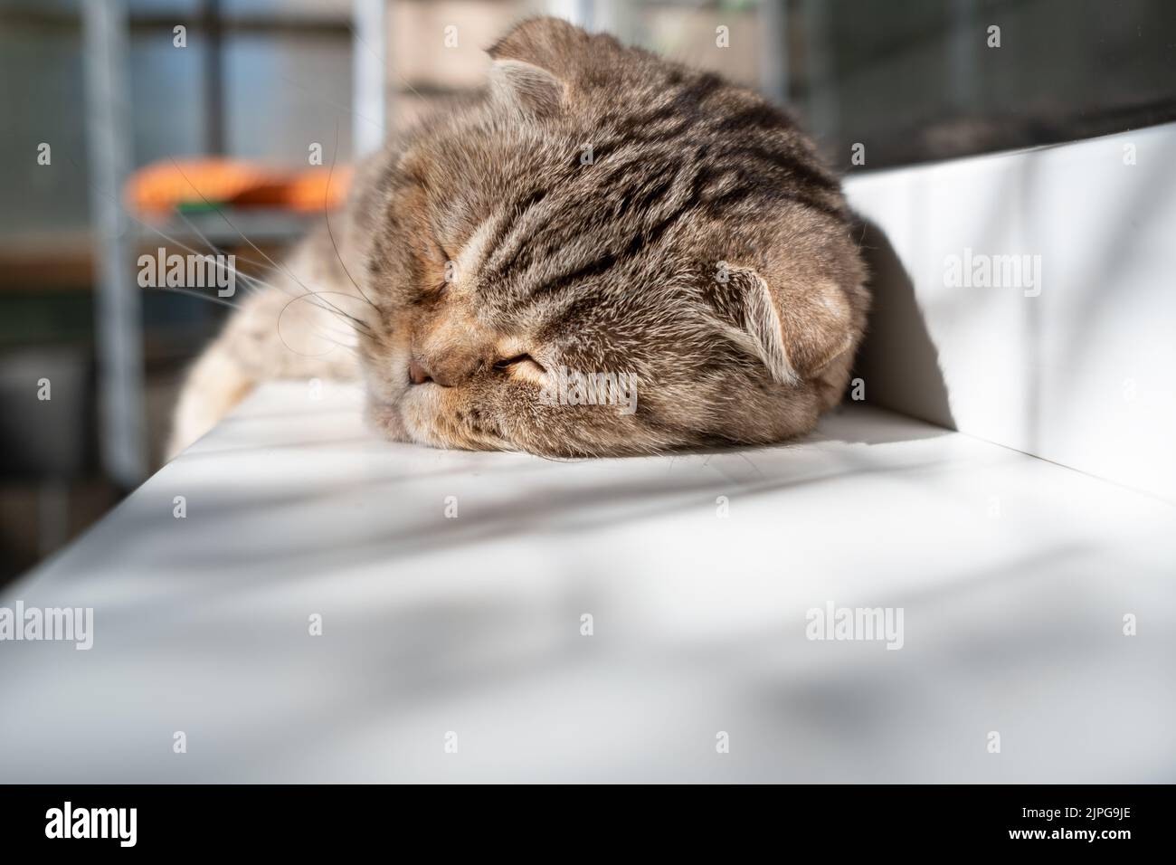 Cat, Scottish Fold, sleeps on a narrow window sill with its paw hanging ...