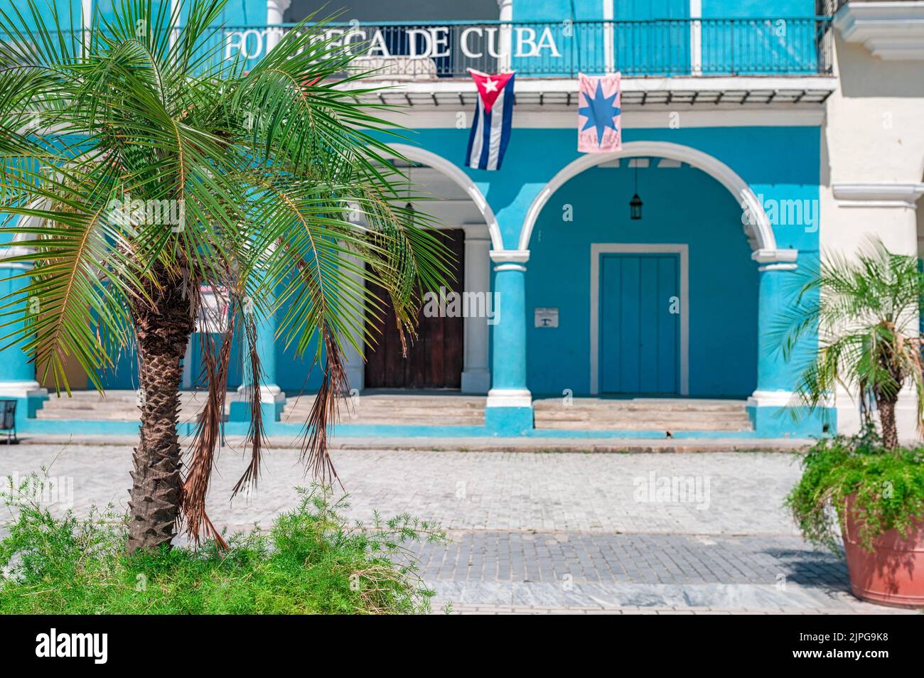 small palm plant in the middle of an old plaza and colonial ...