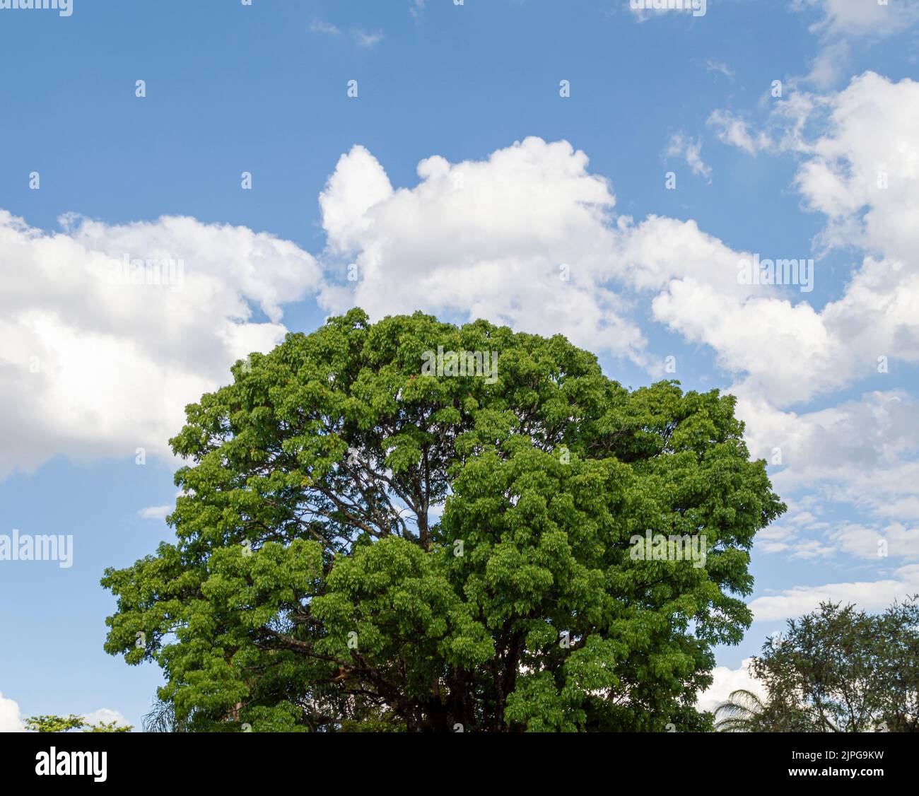 Beautiful blue sky with clouds. Huge tree in the square in the city of ...