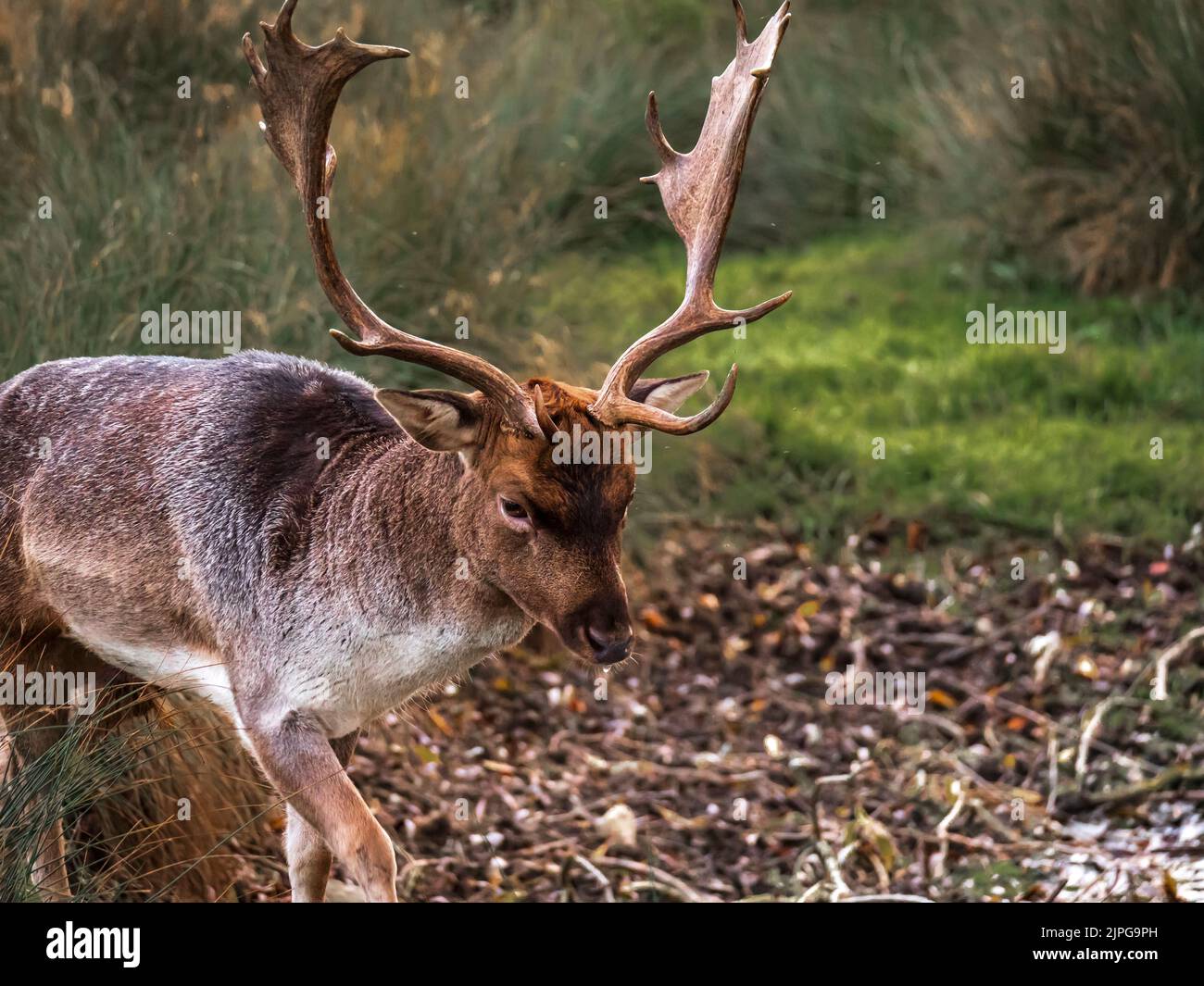 portrait of a magnificent perineal deer in nature Stock Photo - Alamy