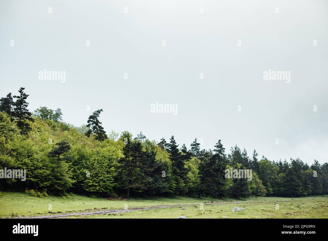 Shot trees in beautiful hi-res stock photography and images - Alamy