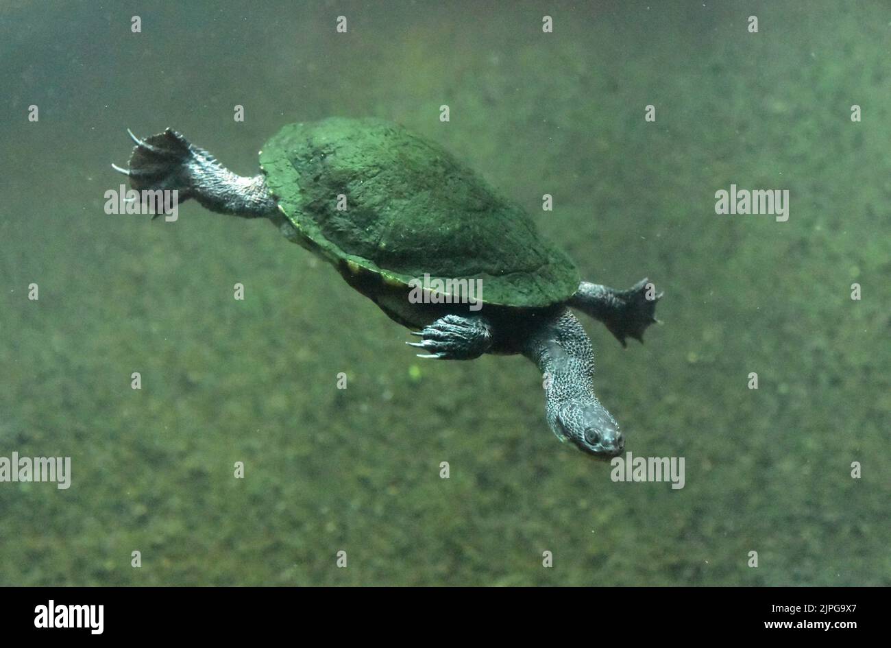 Australian snake necked turtle diving into deep murky water with his ...