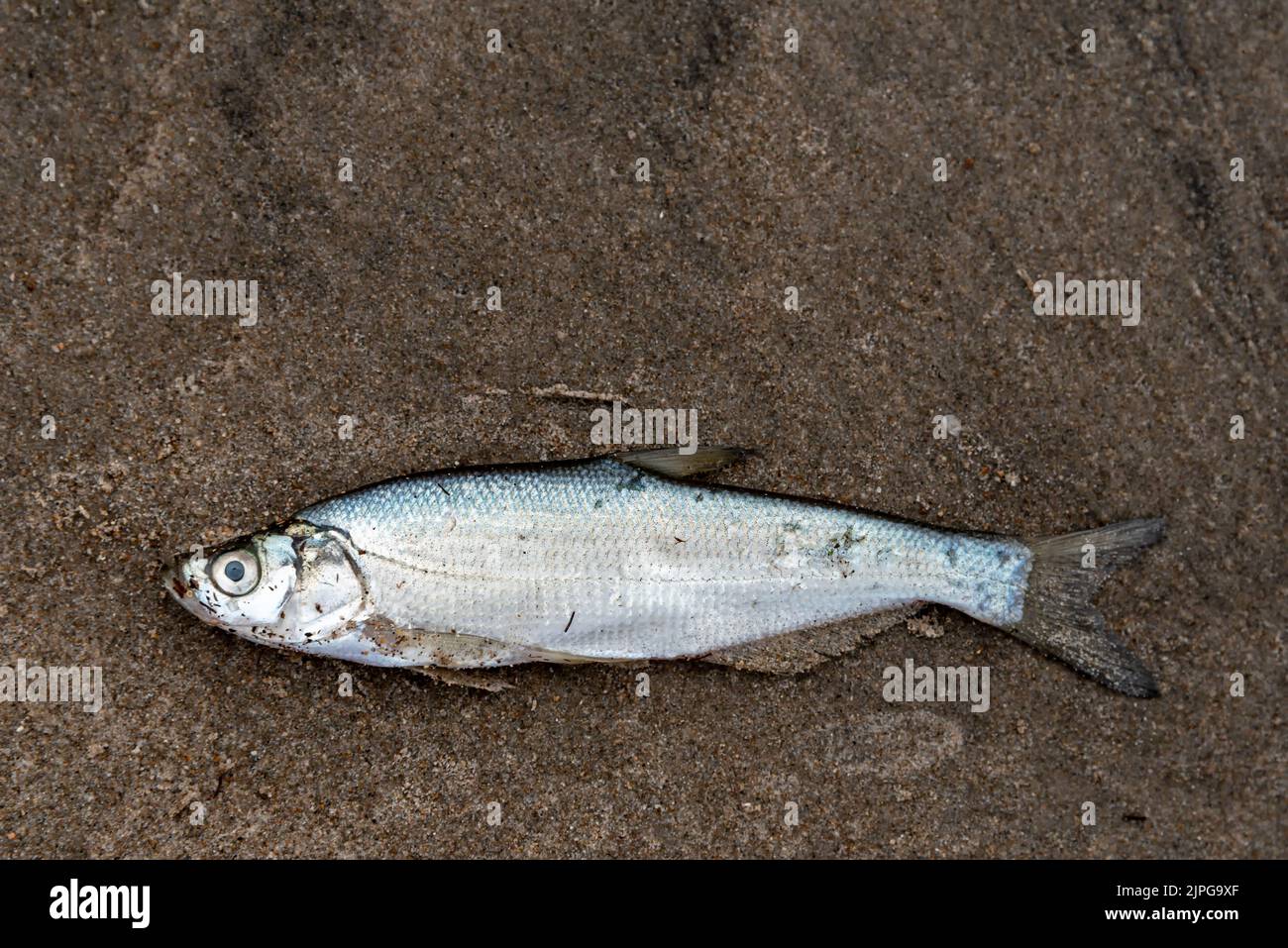 A top view of dead carp fish washed up on a sandy beach after storm ...