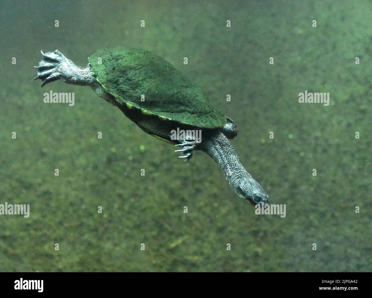 Australian snake necked turtle swimming along in murky waters with his ...