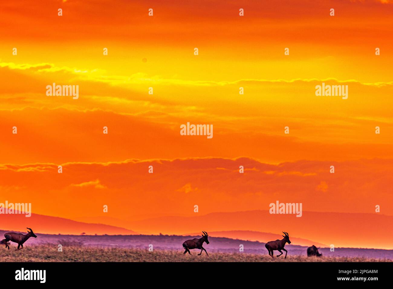 Female butts hi-res stock photography and images - Alamy