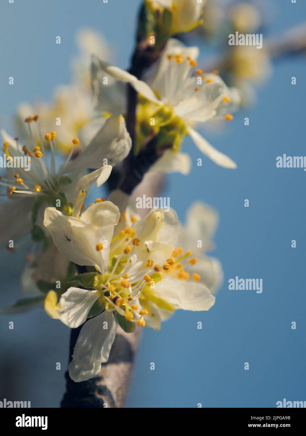 anther, fruit flower, anthers, fruit flowers Stock Photo - Alamy