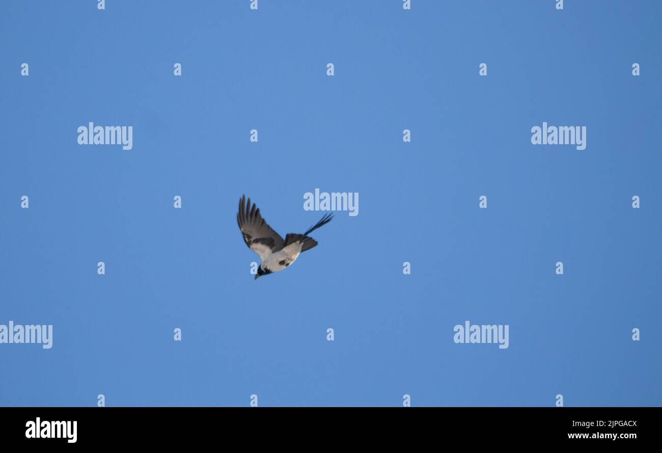 Bird in sky. Crow on blue background. Flight of bird Stock Photo - Alamy