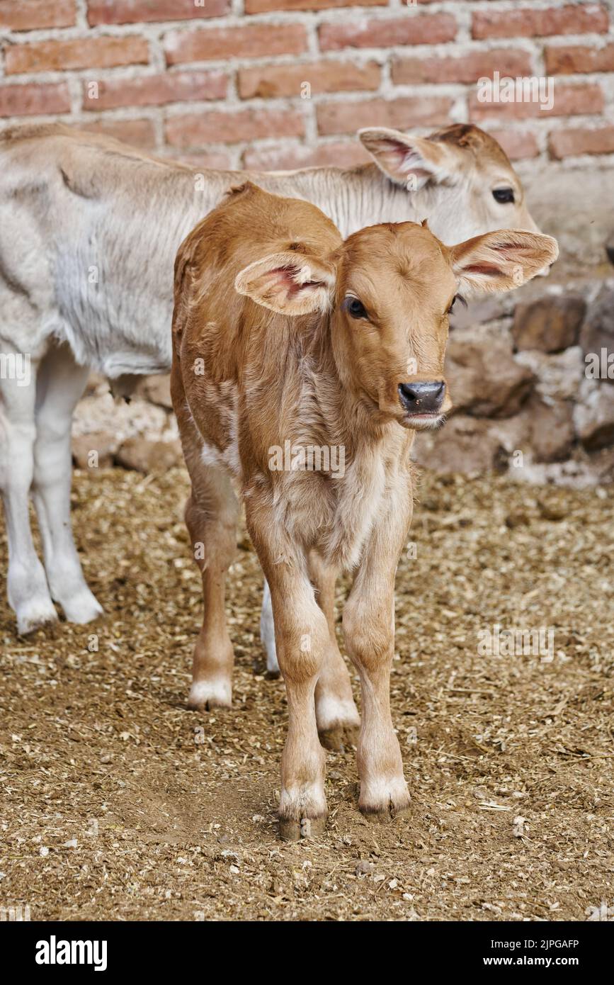 Adorable calf in the meadow resting concept of rural farm life Stock ...