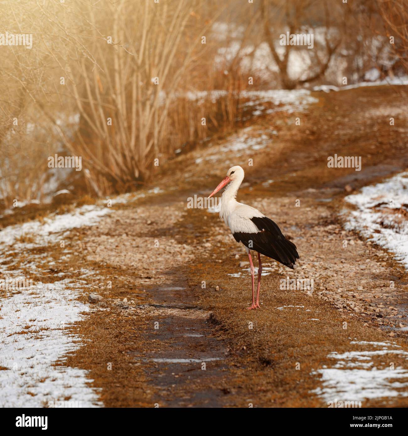 Stork and early spring with snow, migratory stork, birds in Ukraine, a ...