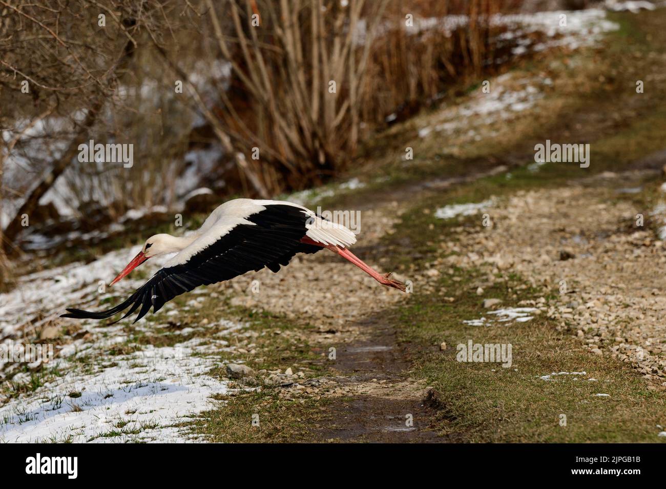 Stork and early spring with snow, migratory stork bird, birds in ...