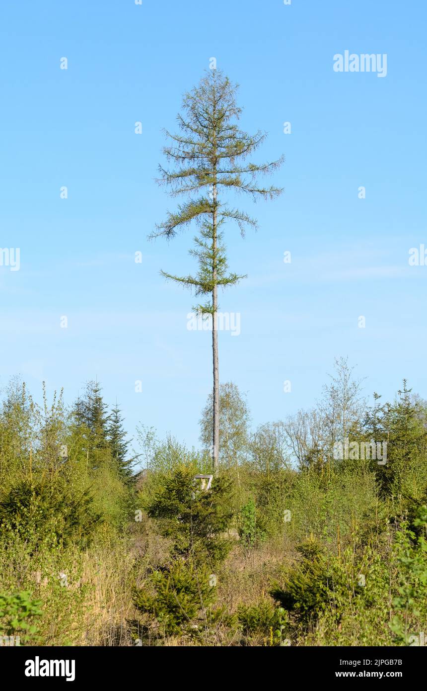 One single coniferous tree in a forest against clear blue sky, natural ...