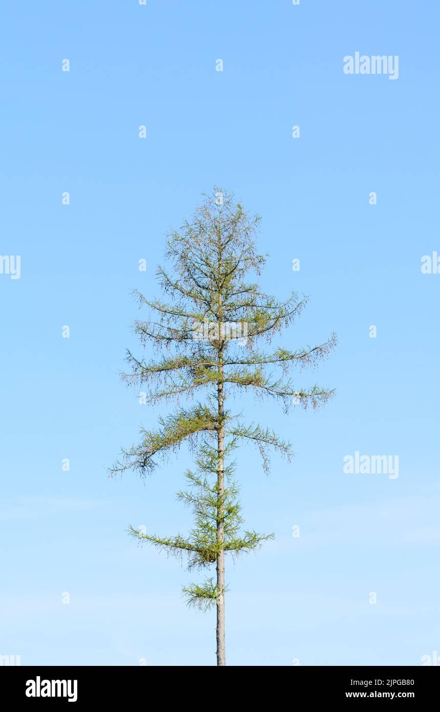 One single coniferous tree against clear blue sky, natural background ...