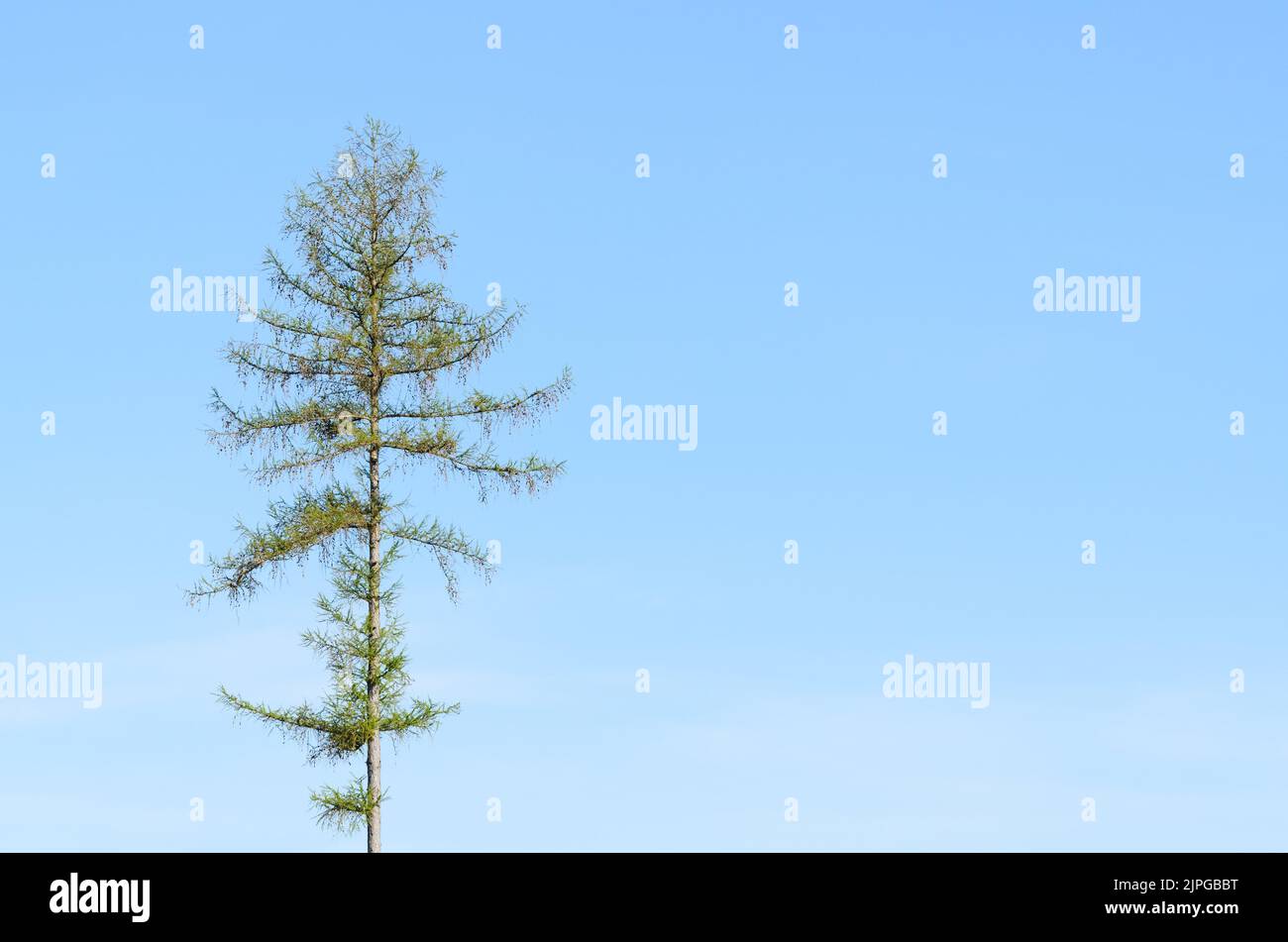 Minimal tree landscape background hi-res stock photography and images ...