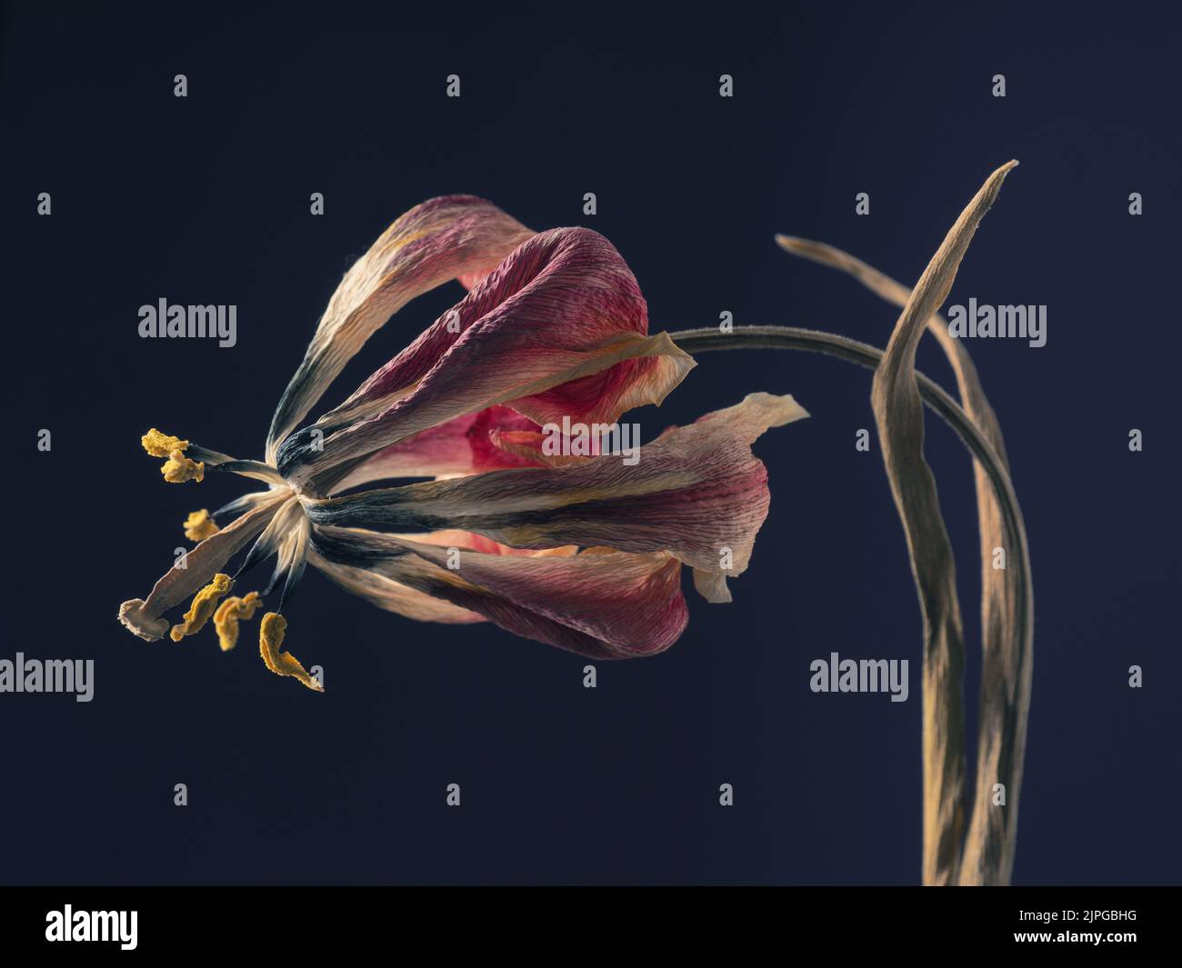 Faded tulips hi-res stock photography and images - Alamy