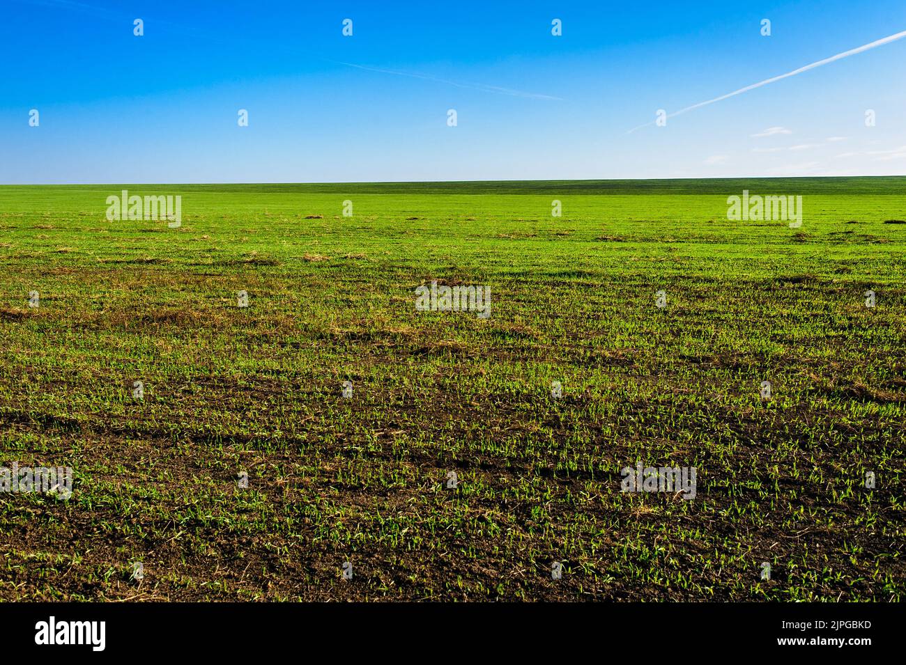 Ukrainian Green Field of wheat, blue sky and sun, white clouds ...