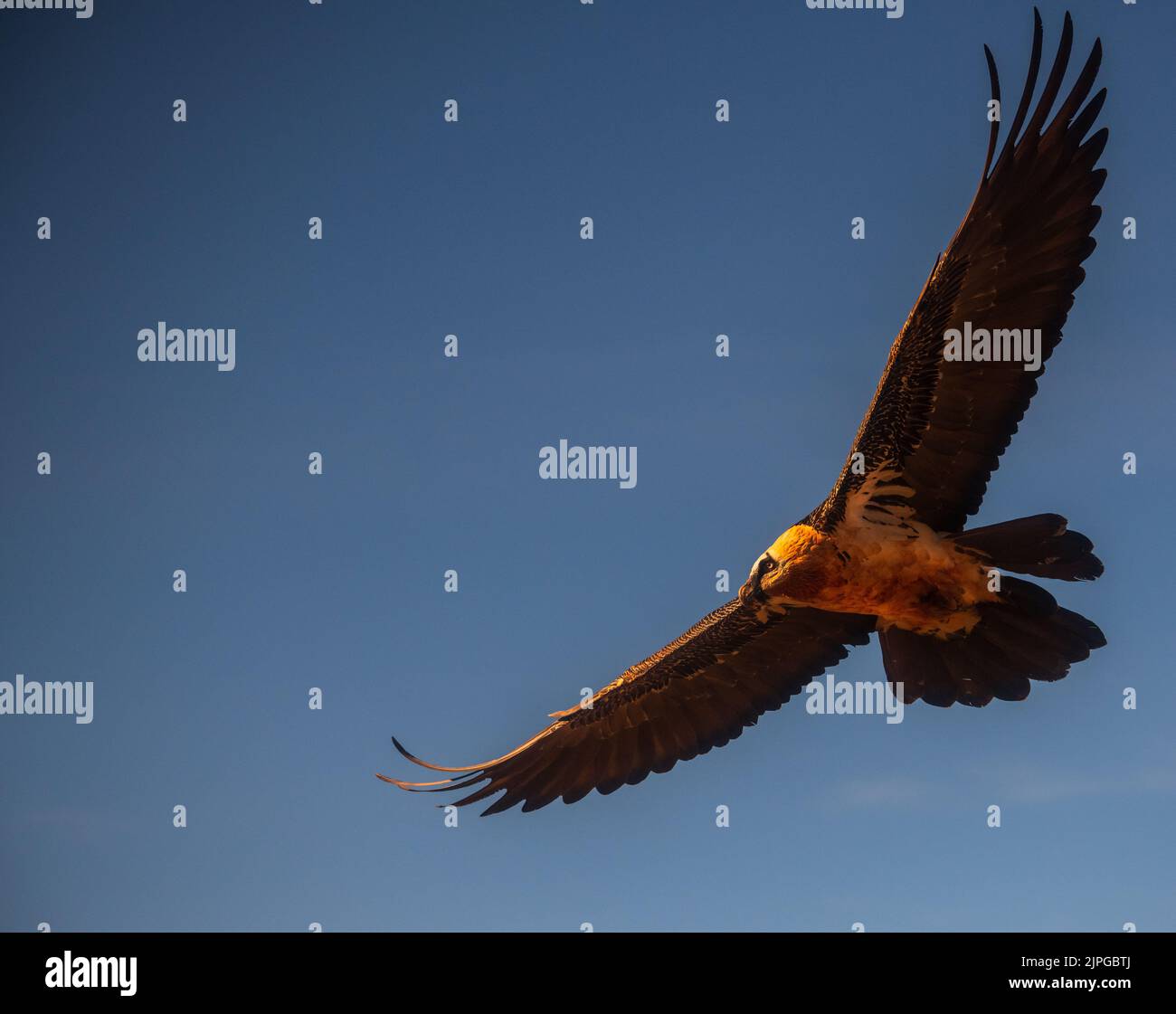 Bearded vulture reintroduction in hi-res stock photography and images ...