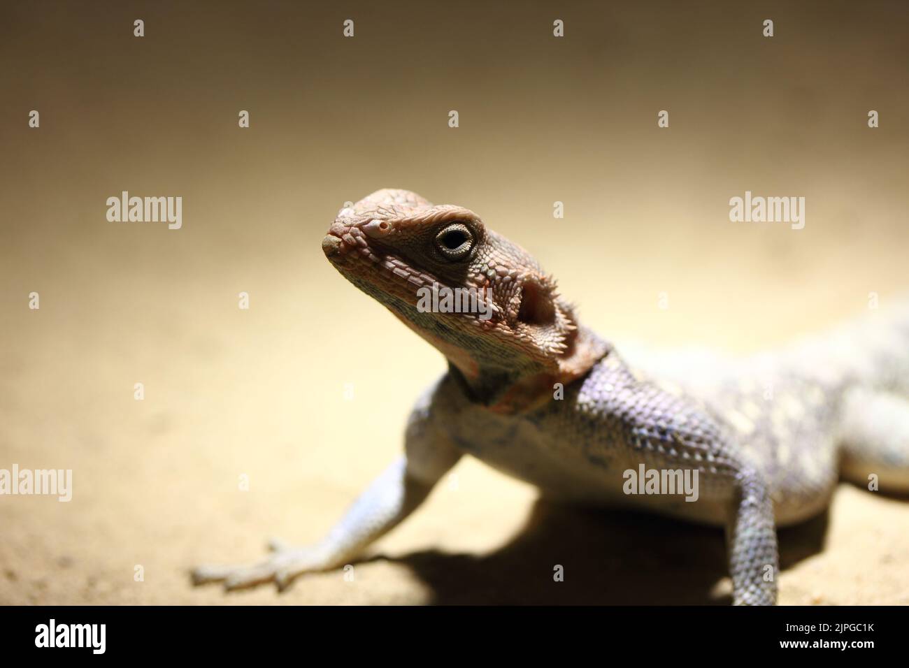 Horizontal lizards reptile reptiles terrarium hi-res stock photography ...