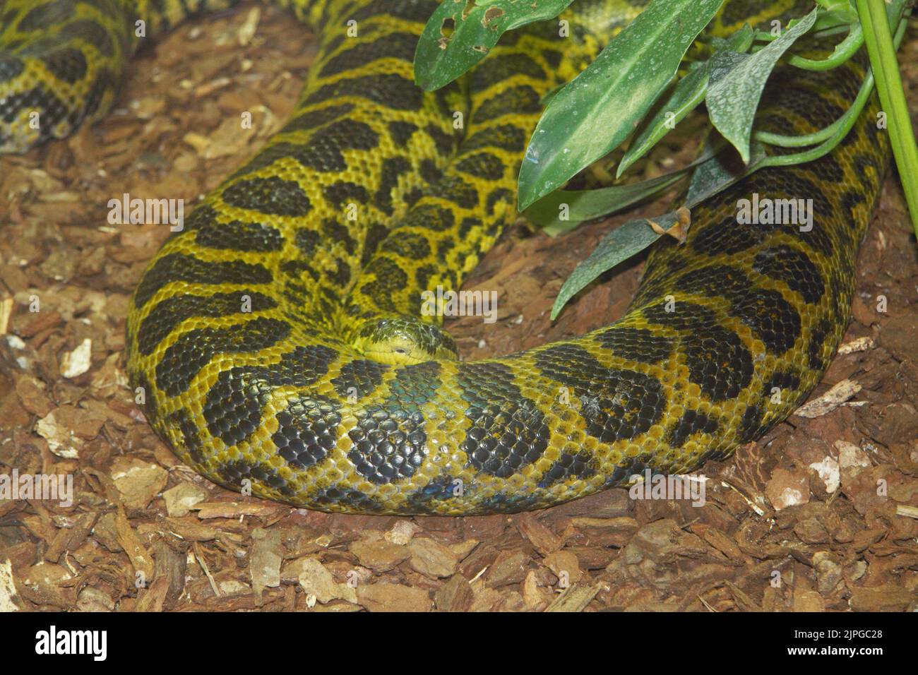 gelbe anakonda, eunectes notaeus Stock Photo - Alamy