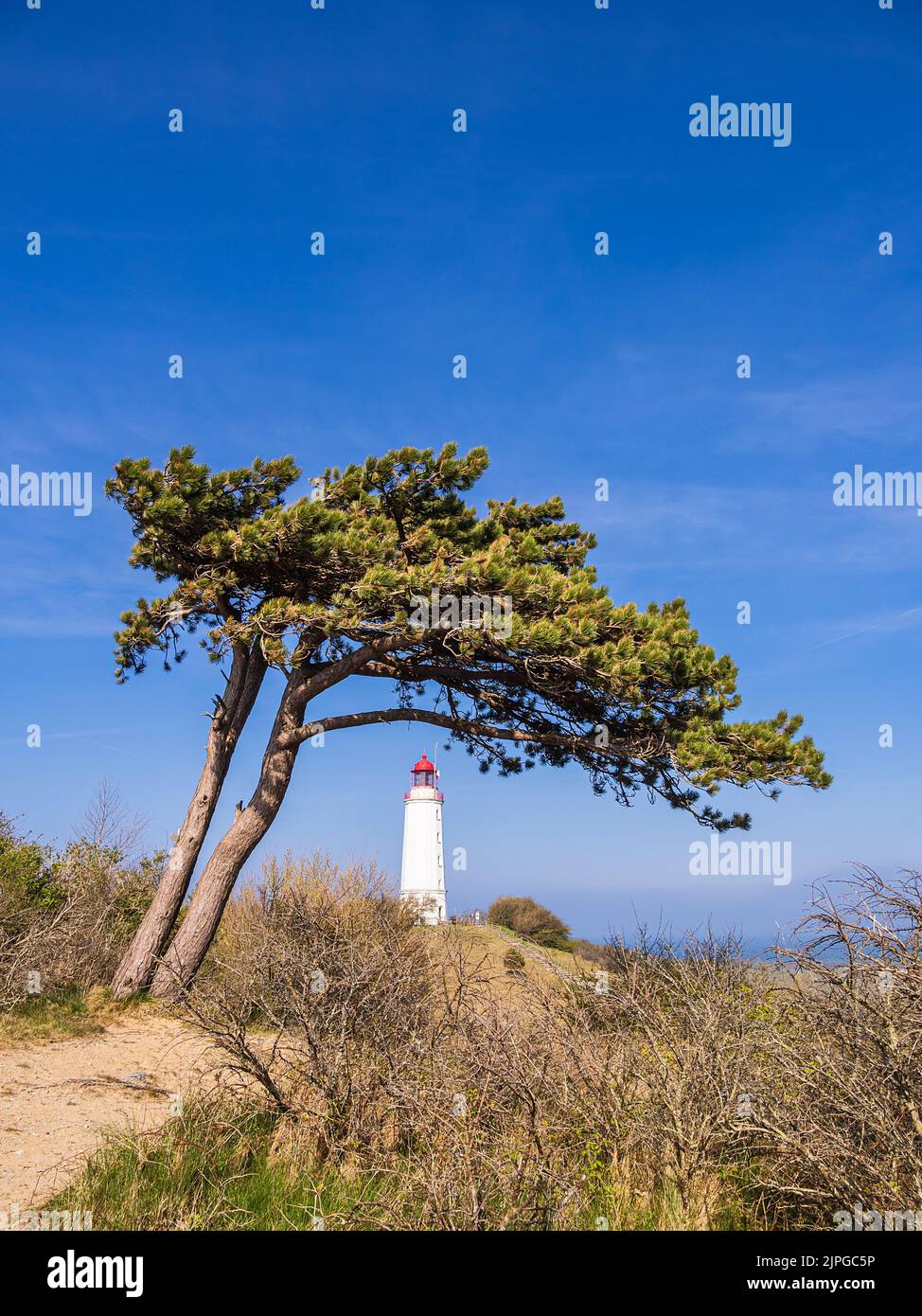 lighthouse, windswept trees, hiddensee, lighthouses, hiddensees Stock ...