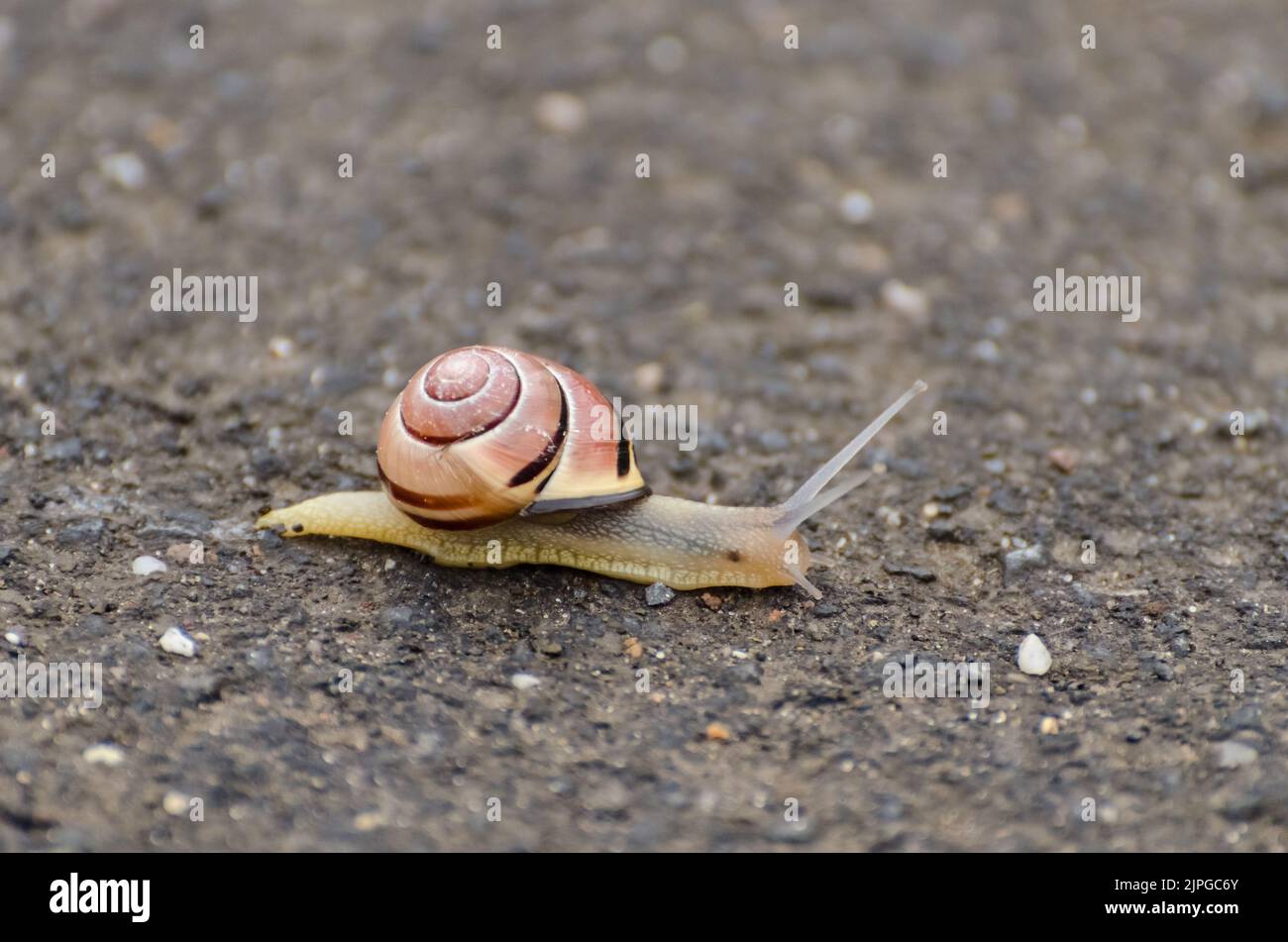 Ocular tentacle hi-res stock photography and images - Alamy