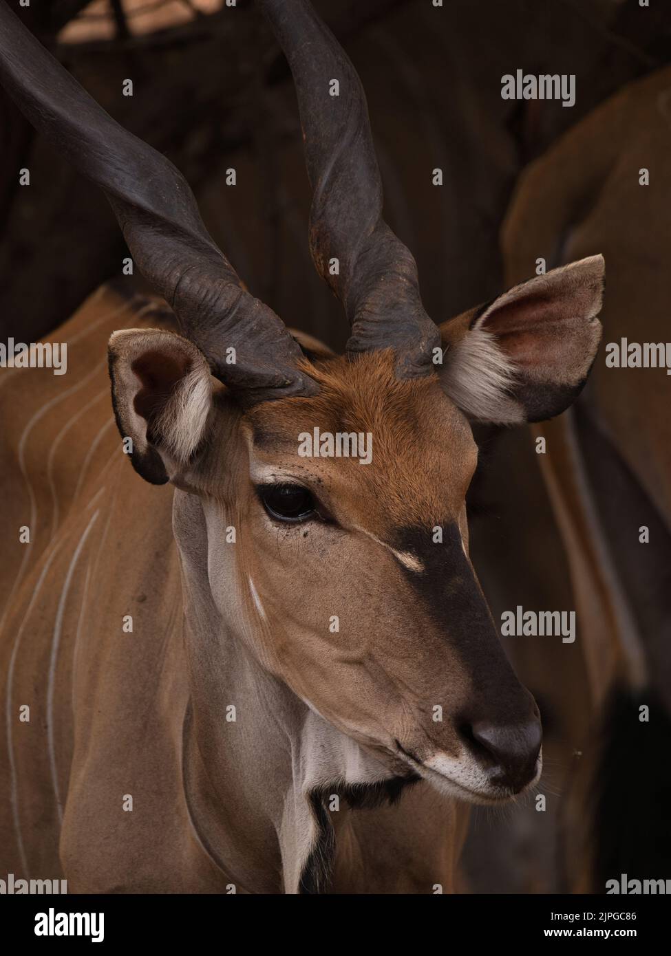 Portraits of young Nyala male Stock Photo - Alamy