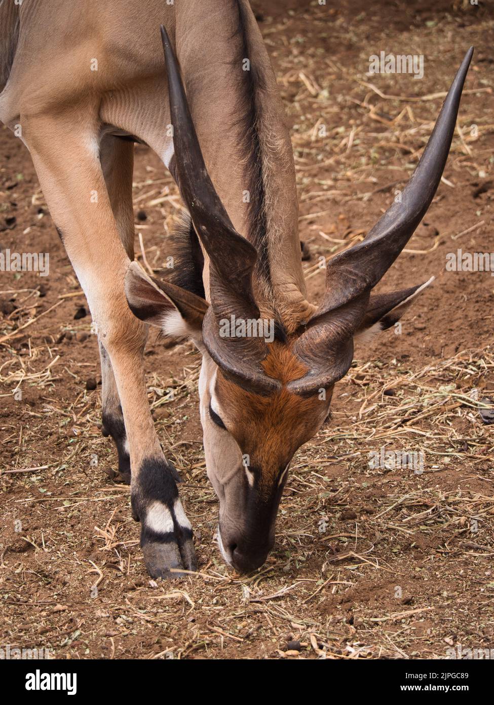 Portraits of young Nyala male Stock Photo - Alamy