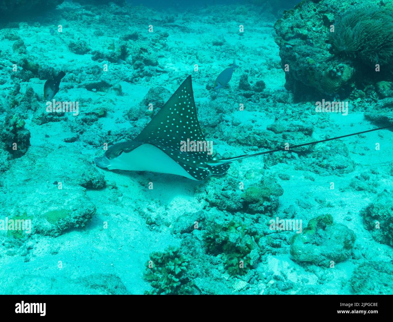Cramp-fish in the depths of the Indian ocean, Maldive islands Stock ...