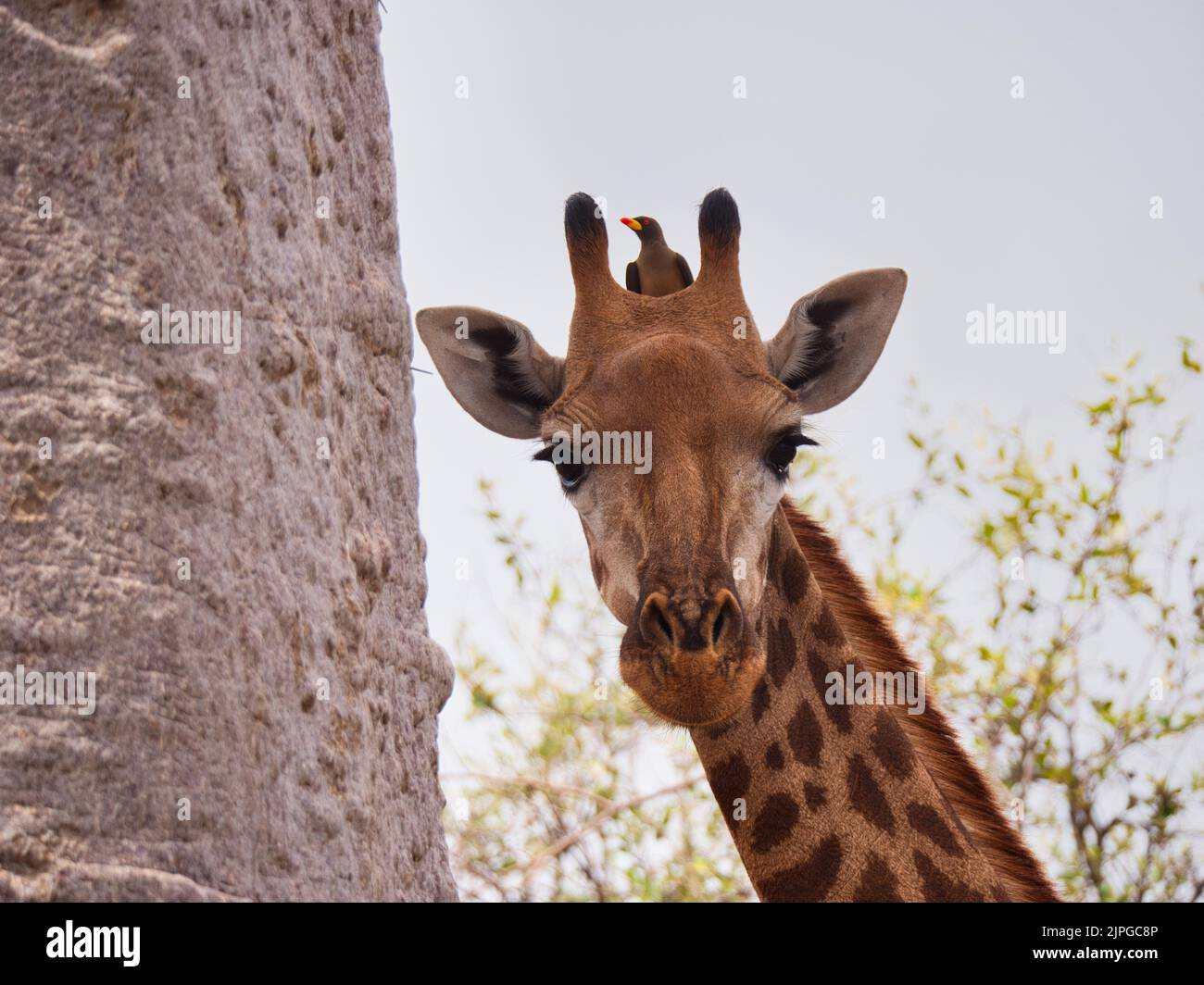 A portrait of a female giraffe with a yellow billed oxpecker on her ...
