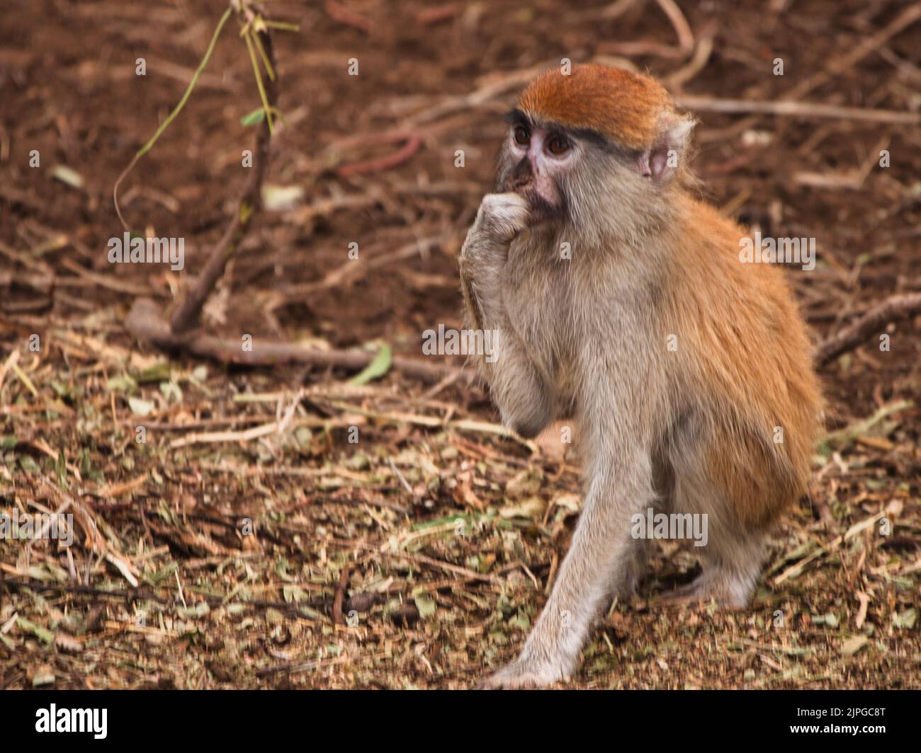 Common patas monkey hi-res stock photography and images - Alamy