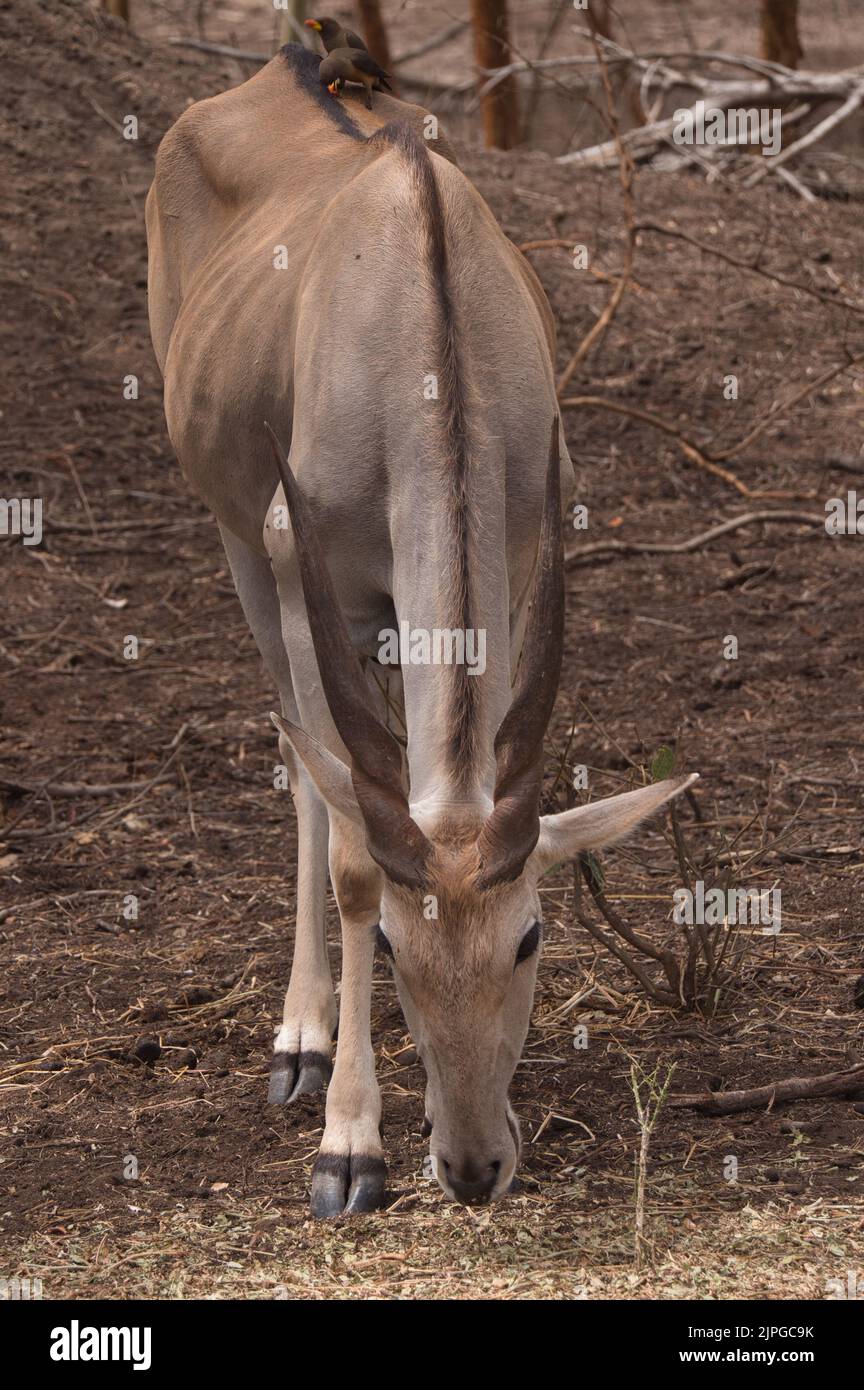 A portrait of a female giraffe with a yellow billed oxpecker on her ...