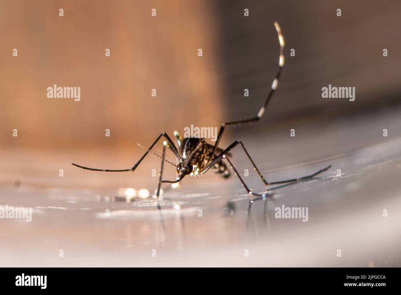Asian tiger mosquito, Aedes albopictus. Dengue, zika, chikungunya fever ...