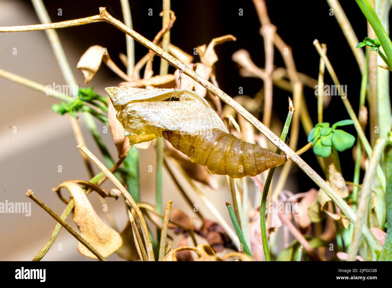 Dry cocoon of a butterfly. Papilio machaon, Old world swallow tail on a ...
