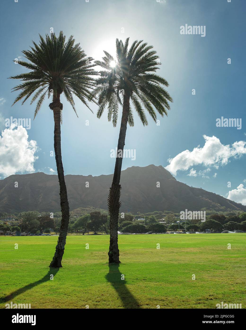 A vertical shot of Hawaii palm trees with diamond head volcano in the ...