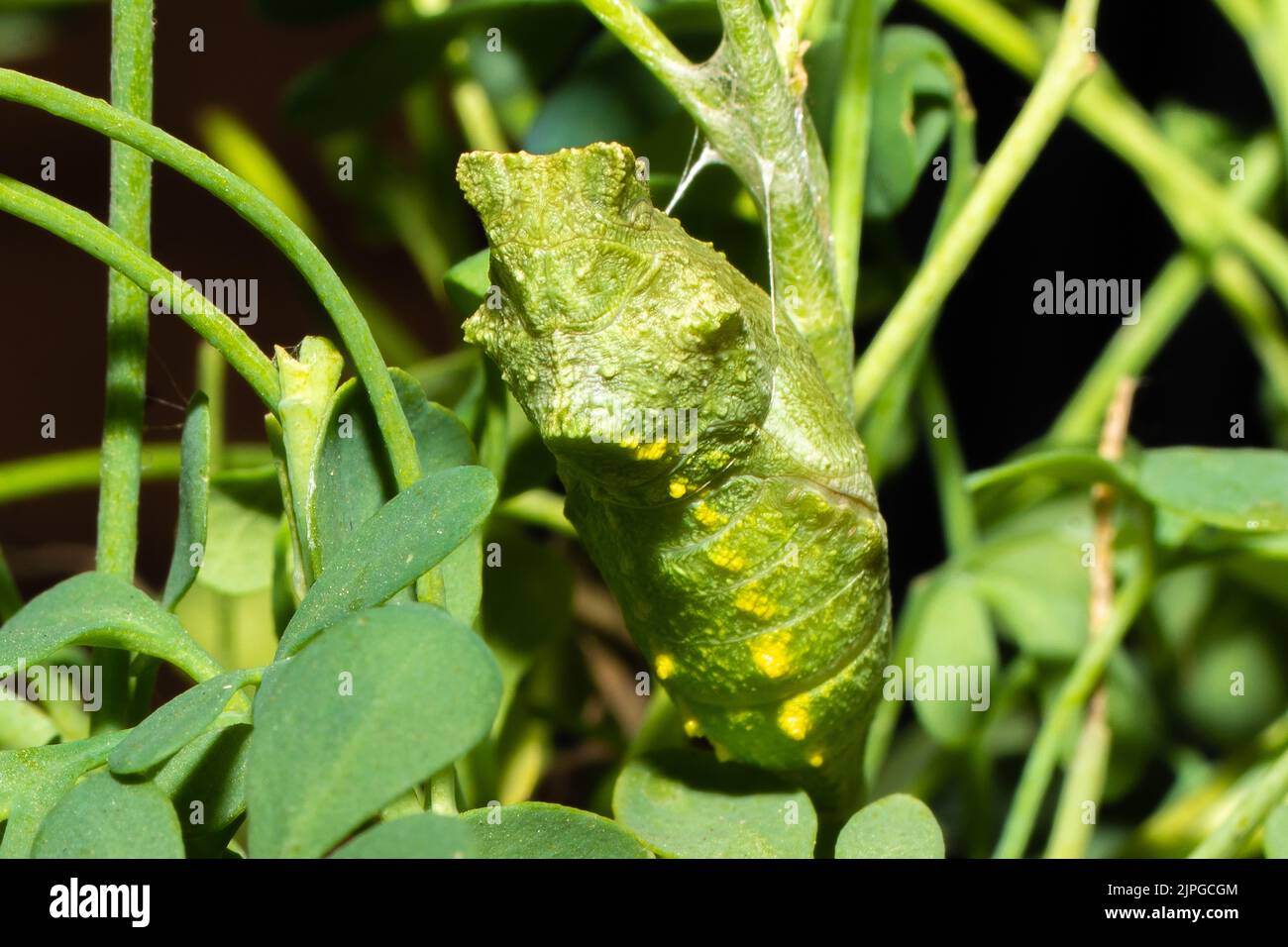 Life cocoon of a butterfly. Papilio machaon, Old world swallow tail on ...