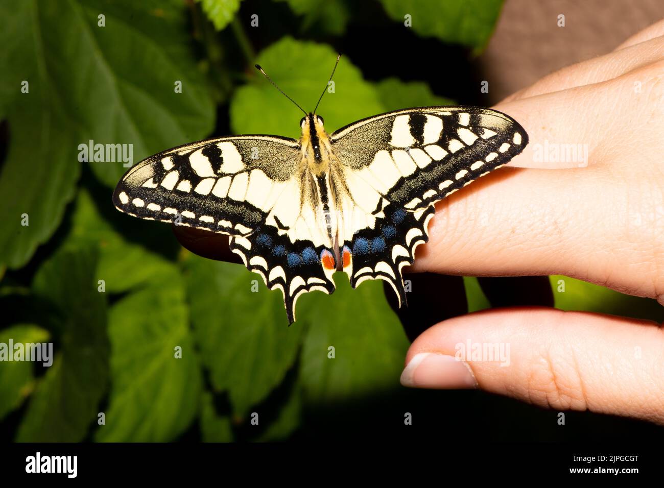 Old World Swallowtail (Papilio machaon). Exotic, colorful butterfly on ...