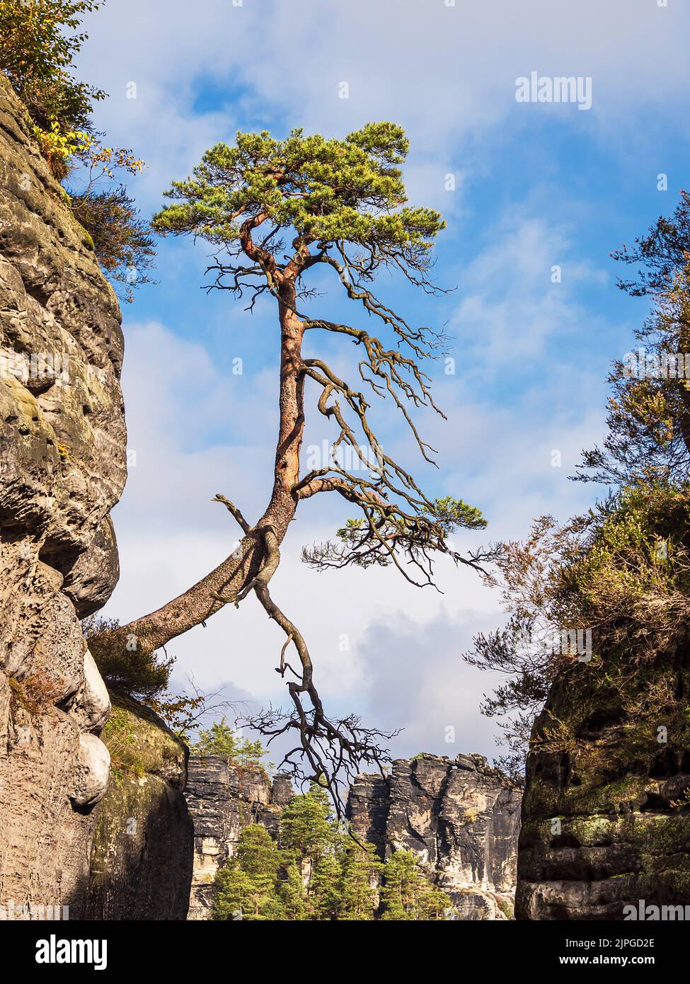 Growth in rocks hi-res stock photography and images - Alamy